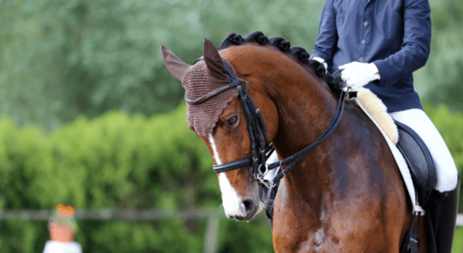 What are the benefits of practicing dressage for other riding ...